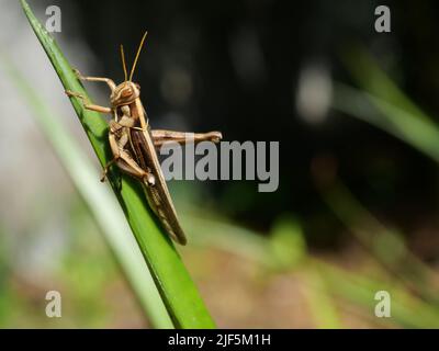 Brown Grasshopper, Bombay Locust on green leaf tree with natural black ...