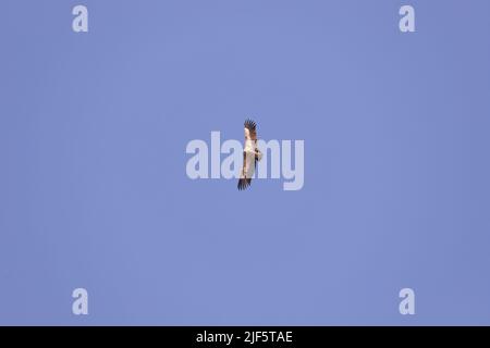 Beautifully soaring eagle in the blue sky Stock Photo - Alamy