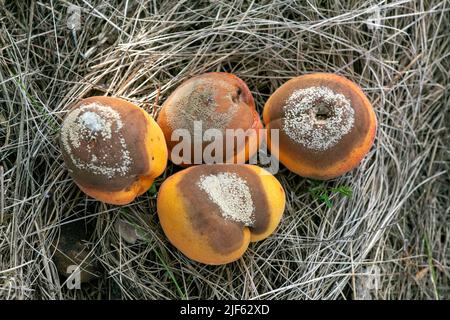 Group of infected and rotten apricots fall to the ground, Monilia laxa ...