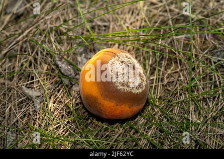Rotten apricots fall to the ground, Monilia laxa (Monilinia laxa ...