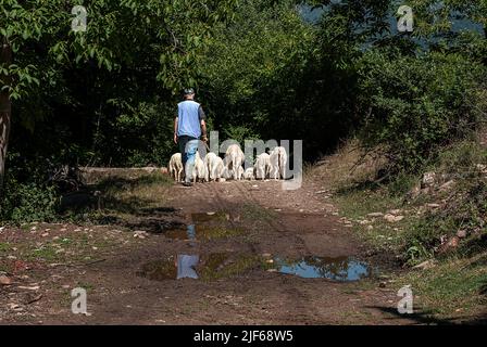 Shepherd following behind his flock of sheep Stock Photo - Alamy