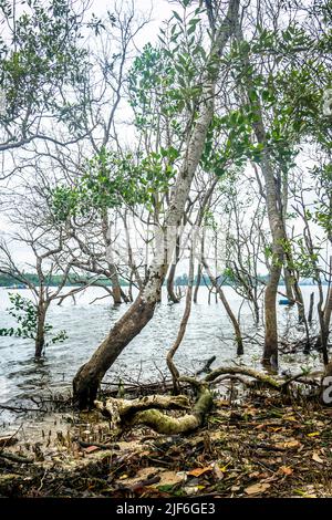 Jenal Jetty at Seletar Fishing Village. Singapore's Last Fishing ...