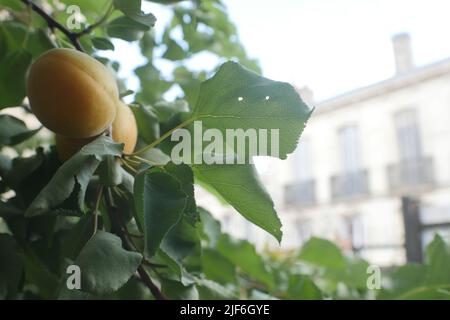 An apricot tree and a town house in France Stock Photo - Alamy