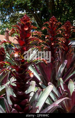 Sydney Australia, alcantarea imperialis 'Rubra' bromeliad in flower ...