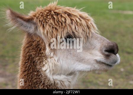 Beige Alpaca Portrait with green background Stock Photo - Alamy