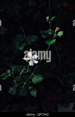A vertical closeup of black-jack plant growing in a sunlit garden ...