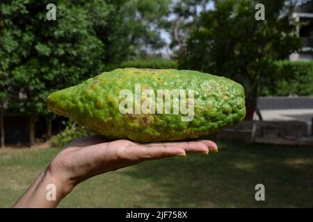 Indian fruit Bijora or Citron fruit, Sweet citrus fruit big sized long ...