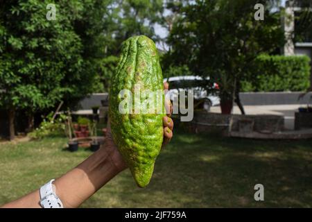 Indian fruit Bijora or Citron fruit, Sweet citrus fruit big sized long ...