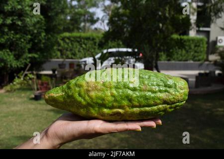 Female holding Indian fruit Bijora or Citron fruit, Sweet citrus fruit ...
