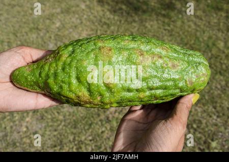 Female holding Indian fruit Bijora or Citron fruit, Sweet citrus fruit ...