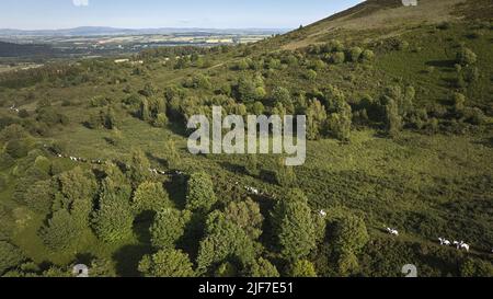 Around 200 horses and riders making their way along The Eildons as part ...