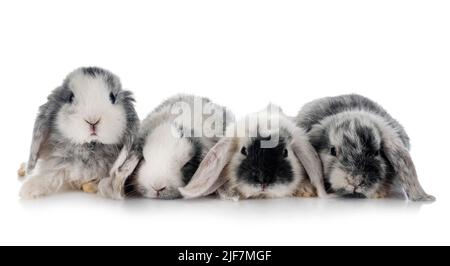 mini lops in front of white background Stock Photo - Alamy