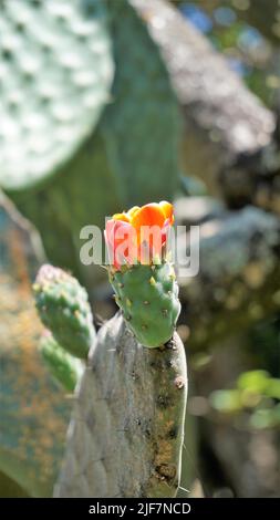Green opuntia tomentosa cactus, ficus indica, Indian fig opuntia ...