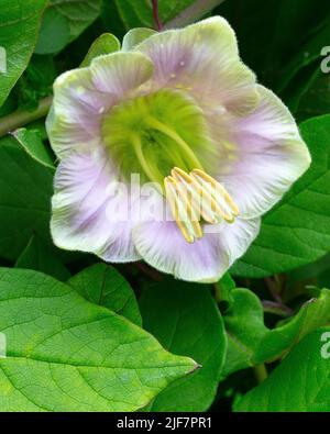 Cobaea scandens ‘Purple’ and ‘White’ cup and saucer vine – large purple ...