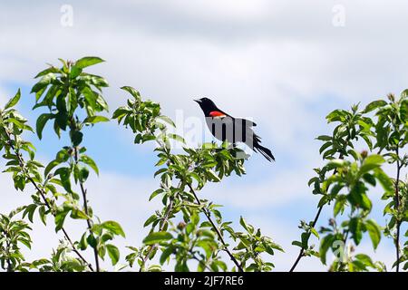 Red-winged blackbird, Rotflügelstärling, Carouge à épaulettes, Agelaius ...