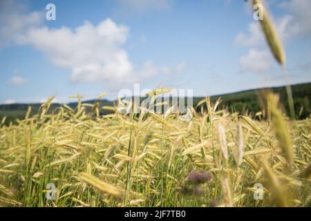 Rye field (Secale cereale Stock Photo - Alamy