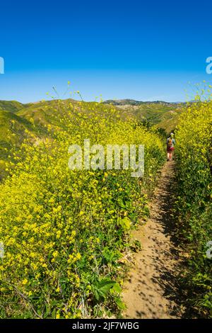 Woman hiking through wild mustard (Channel Islands visible), Harmon ...