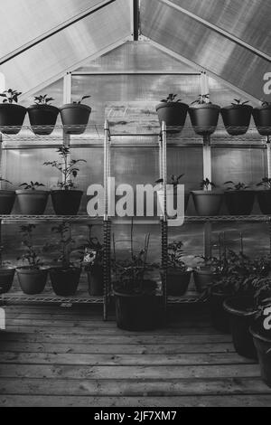 A vertical grayscale shot of plants growing on a tree Stock Photo - Alamy