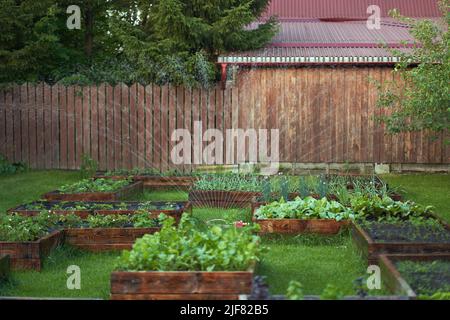 The water sprinkler system works in the garden. Watering garden ...