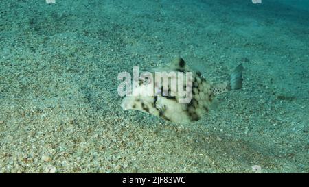 Close-up of Boxfish swims over sandy bottom. Thornback Boxfish or Camel ...