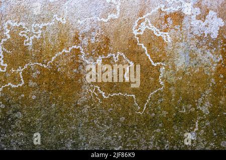 Wall with fungi and mosses in a region of high humidity Stock Photo - Alamy