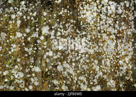 Wall with fungi and mosses in coastal region Stock Photo - Alamy