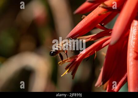 The flowers of aloe are blooming. and worker bees find nectar for food ...