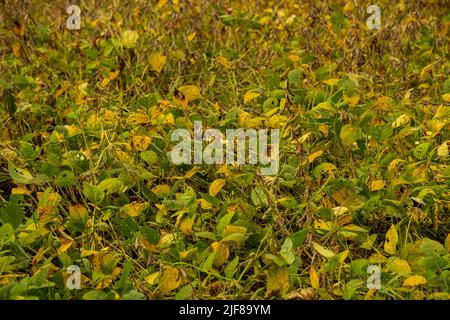 soy plantation almost at harvest point Stock Photo - Alamy