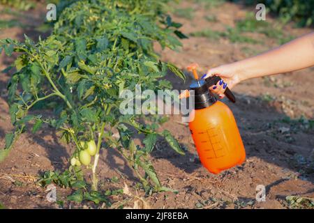 Protecting plant from vermin with pressure sprayer Stock Photo - Alamy