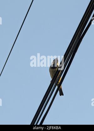 A low angle shot of a sparrow perched on a branch of a tree with yellow ...