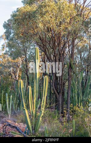 Willows Cacti in a field overgrown with them. Also known as Queen Of ...