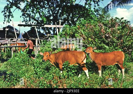 The Bali cattle (Bos javanicus domesticus) also known as Balinese ...