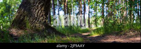 Forest path close-up with cones and roots. Low point of view in nature ...