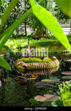 Victoria Regia plants in laguna Stock Photo - Alamy