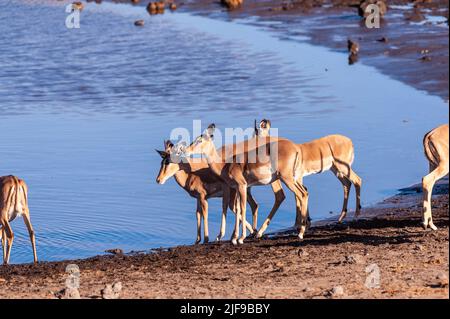 Elephant herd at Kalkheuwel waterhole, Etosha National Park, Namibia ...