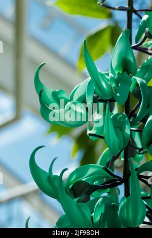 Green Jade Flower cascade Tropical growing green flora nature Stock ...