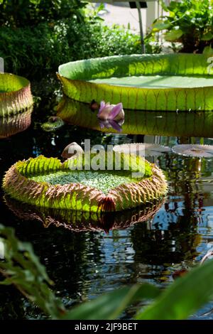 Victoria Regia plants in laguna Stock Photo - Alamy