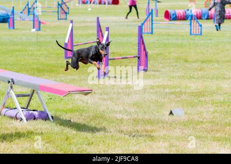 Dog agility competition, dog on the see saw Stock Photo - Alamy