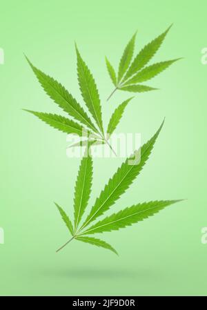 Cannabis marijuana leaves falling on a green background Stock Photo - Alamy