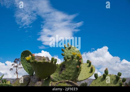Flowering prickly pears of different colors, prickly pears field in ...