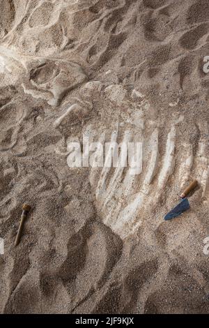 Skeleton of a prehistoric animal in the sand Stock Photo - Alamy