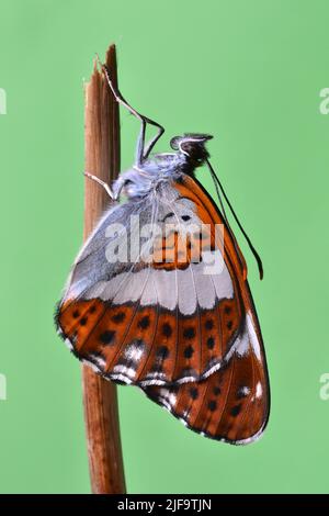 White Admiral Butterfly, UK, Ryton Woods, West Midlands Stock Photo - Alamy