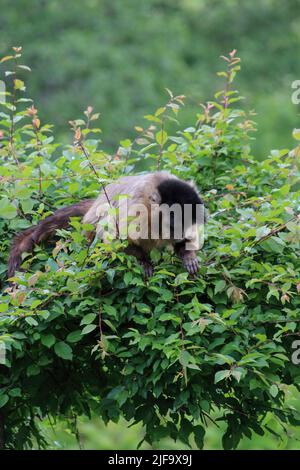 A monkey in nature. Robust capuchin monkeys are capuchin monkeys in the ...