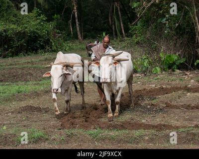 Antiquated method of ploughing with the help of cattle at Village Kudal ...