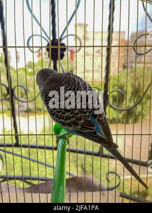 Small parrot inside a cage Stock Photo - Alamy