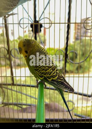Small parrot inside a cage Stock Photo - Alamy