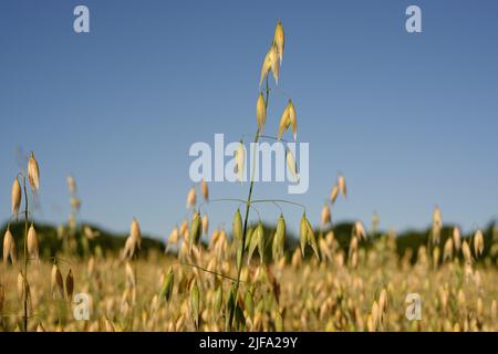 Red Oats crop (Avena Sativa) ripening in a field Stock Photo - Alamy