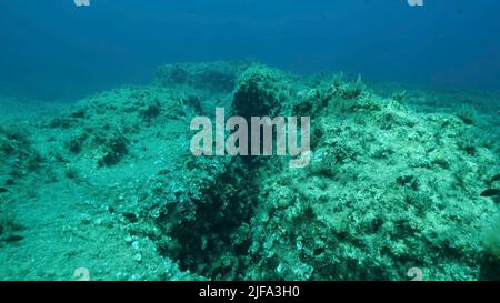 School of fish swims above crack in the seabed over tectonic plates ...