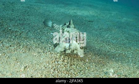 Close-up of Boxfish swims over sandy bottom. Thornback Boxfish or Camel ...