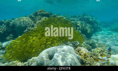Massive school of juvenile Rabbitfish in shallow water swims over coral ...